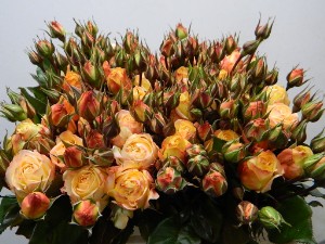 Freilandrosen – Raab Rosen